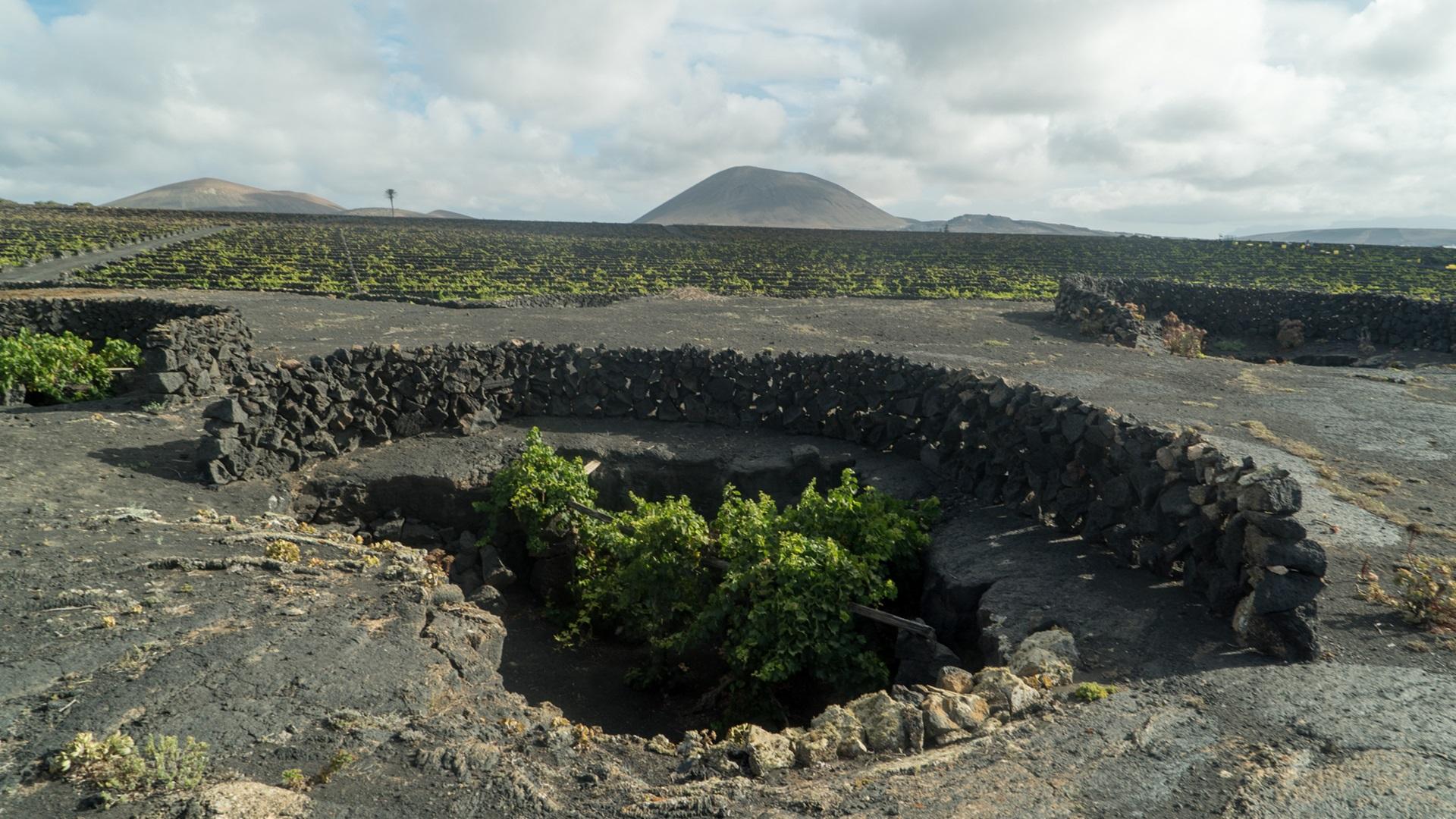 Los vinos que lideran el resurgir de Lanzarote, según Decanter ...